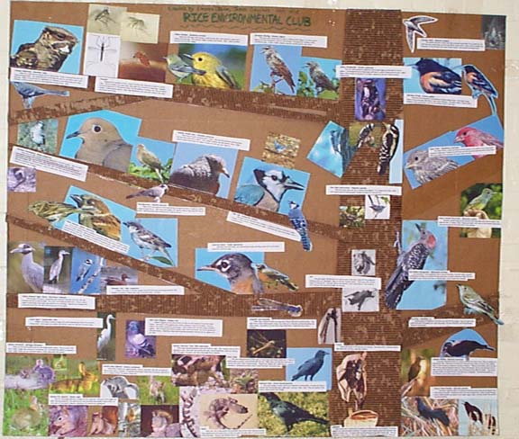 Natural History Project