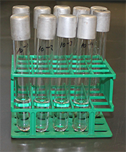 BIOC 318 Serial dilutions