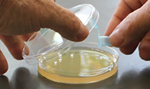 BIOC 318 Spreading plates