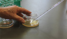 BIOC 318 Spreading plates