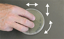BIOC 318 Spreading plates