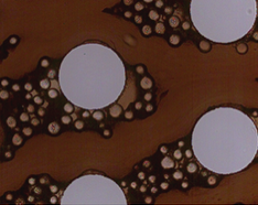 Biswal Lab Publications