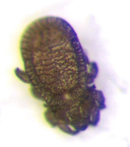 Insect Pictures - Rice University