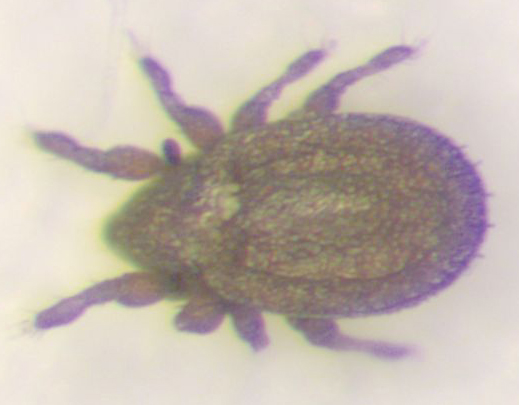 Population and Community Ecology Lab Group at Rice