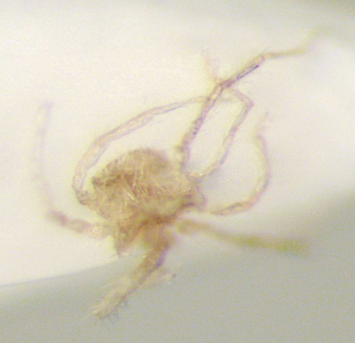 Population and Community Ecology Lab Group at Rice