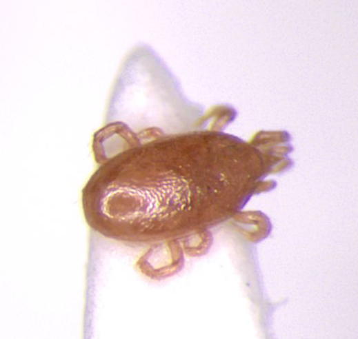 Insect Pictures - Rice University