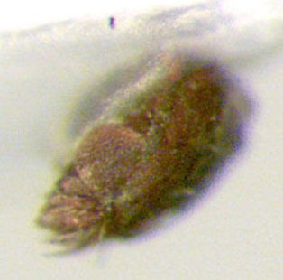 Insect Pictures - Rice University