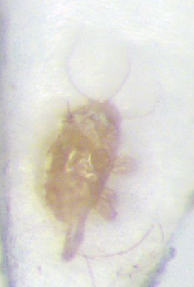 Insect Pictures - Rice University