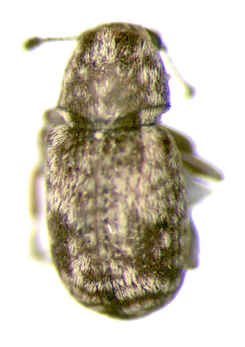 Population and Community Ecology Lab Group at Rice