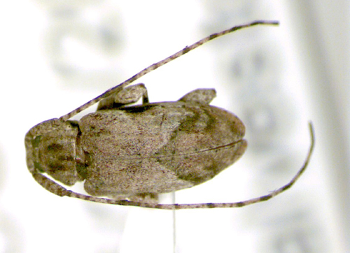 Population and Community Ecology Lab Group at Rice