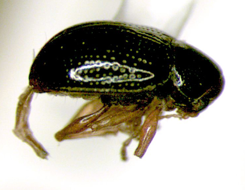 Population and Community Ecology Lab Group at Rice
