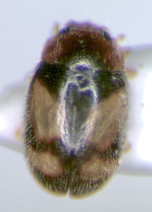 Population and Community Ecology Lab Group at Rice