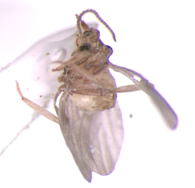 Population and Community Ecology Lab Group at Rice